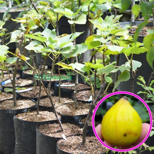 jual Tanaman Buah Ara Tin Gillete - HP: 085608566034